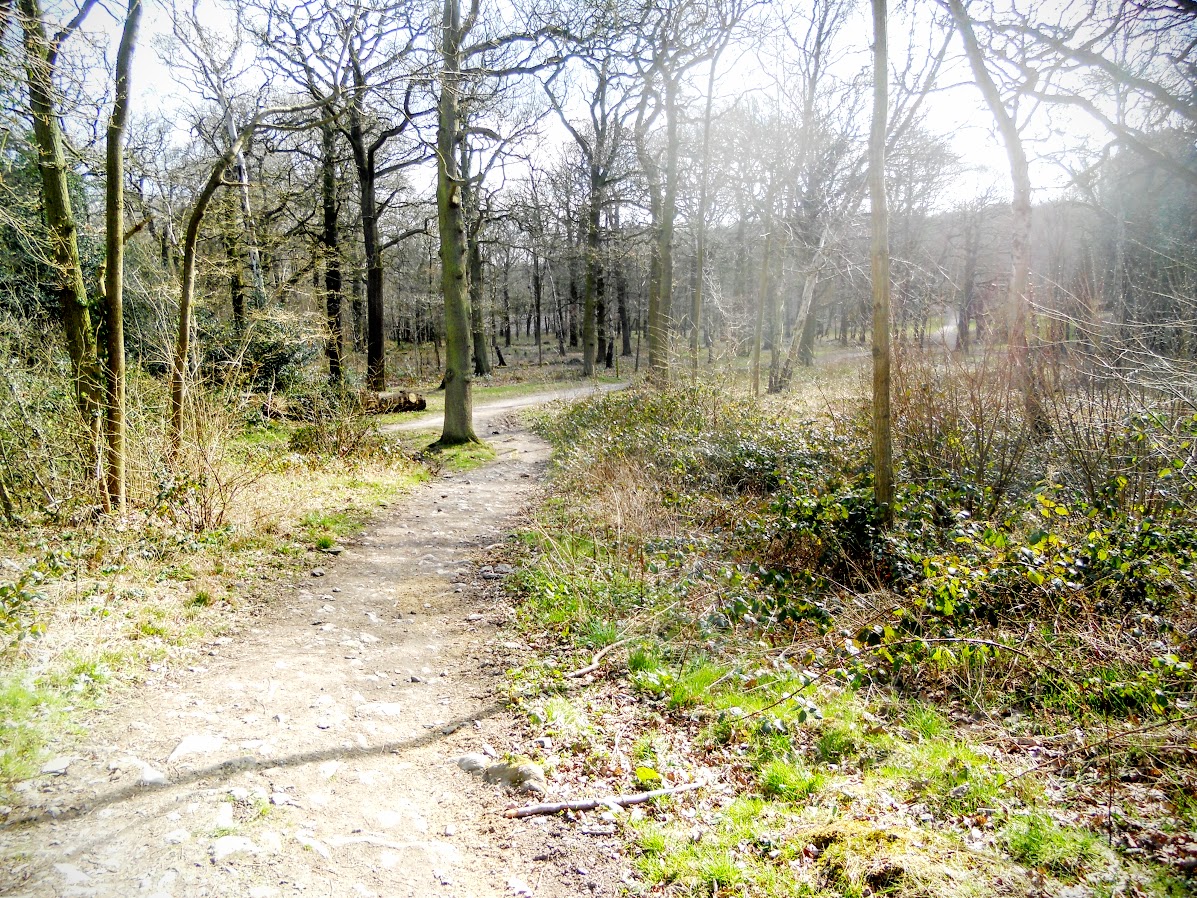 Bradgate Park, Old John, Beacon Hill, and Swithland Wood